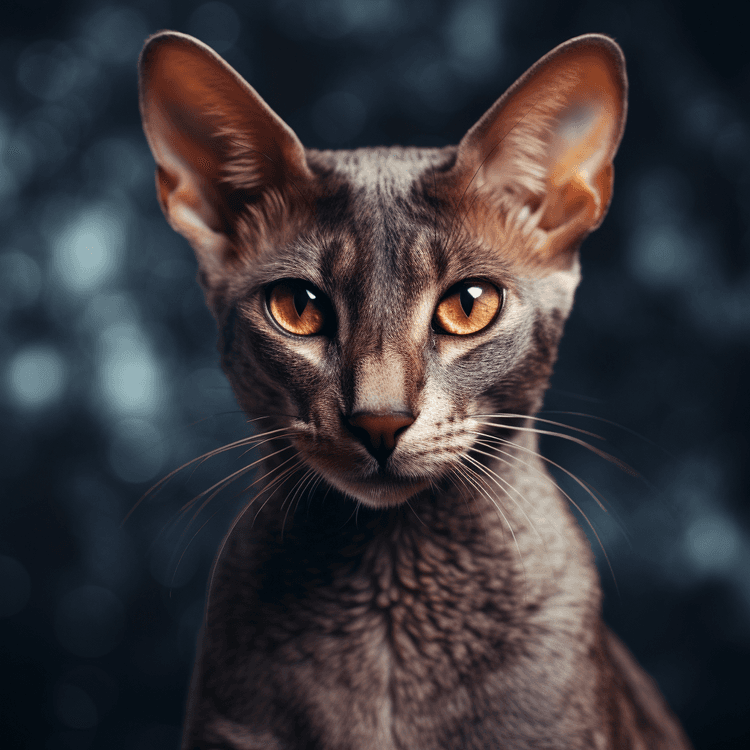 Oriental: Cat Breed Profile, Characteristics & Care